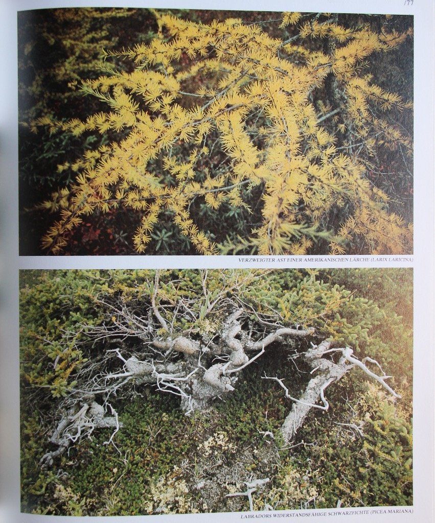 Die Wildnisse der Welt (2 Bände: Labrador & Sierra Madre) (Gebraucht ...