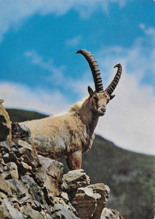 Alpensteinbock in freier Wildbahn bei Pontresina (Neu (gemäss ...