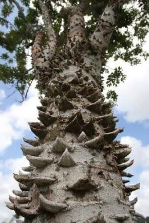 Zanthoxylum TACHUELO ! TRES RARE 5g | Kaufen auf Ricardo