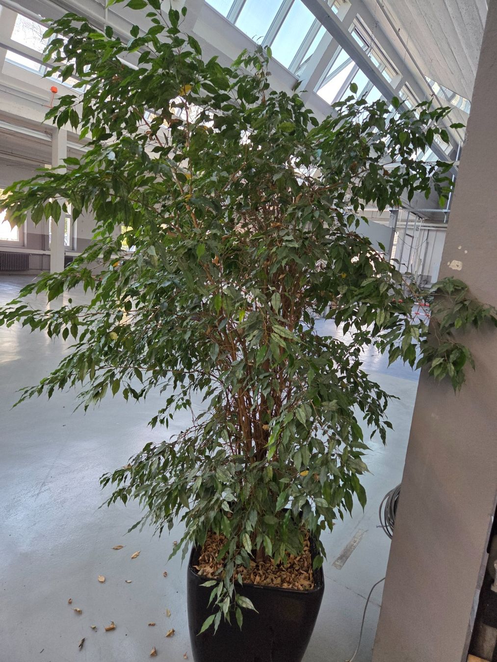 Grosser Fikus Baum - Top Zustand! (Gebraucht) in Uster für CHF 399 ...