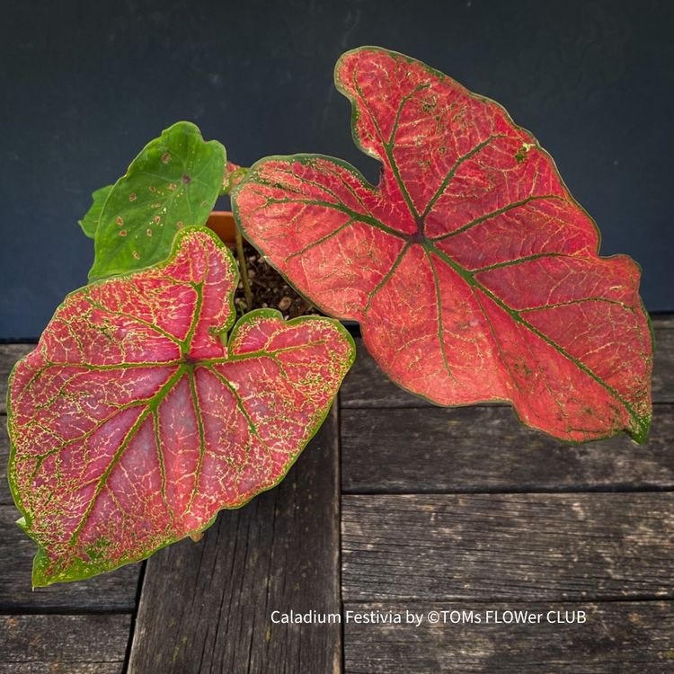 Caladium Festivia - 100% Bio-Pflanze (Neu (gemäss Beschreibung)) in ...