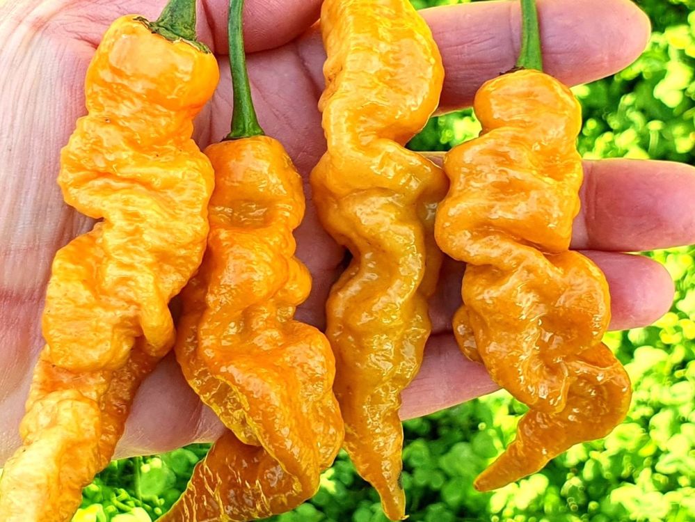 Chili - Golden Primotalii, 🔥 4, extrem scharf, 5 Samen (Neu und ...