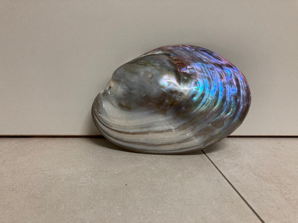 Muschel gross 17 x 12cm (Gebraucht) in Böckten für CHF 3.5 – mit ...