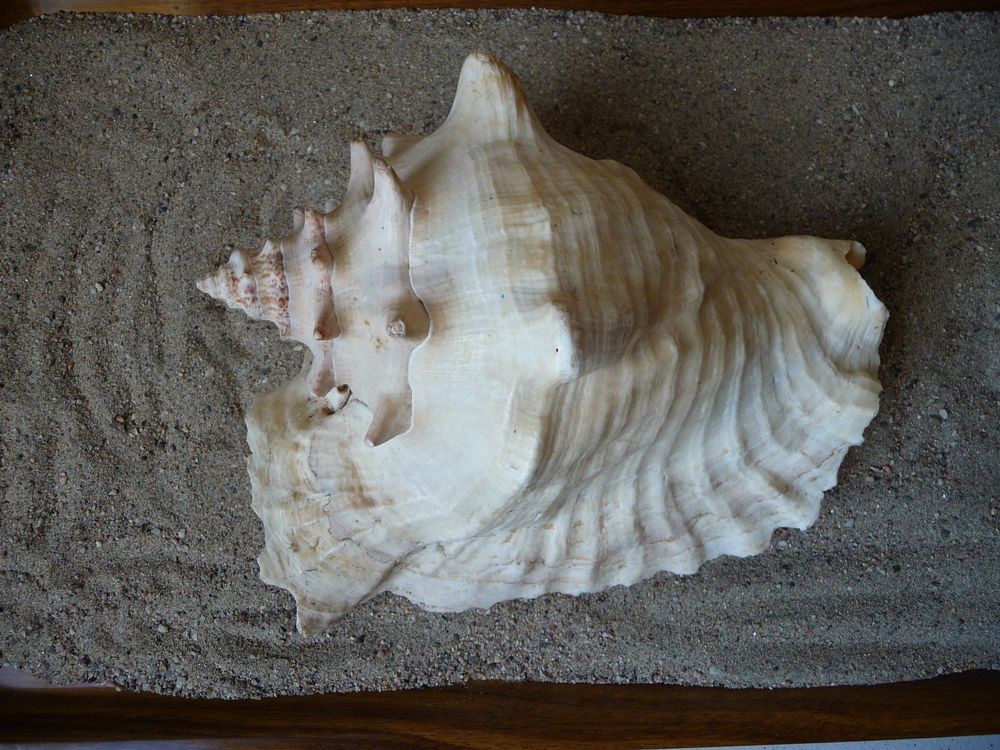 Große Muschel Strombus - Grand coquillage Strombus | Kaufen auf Ricardo