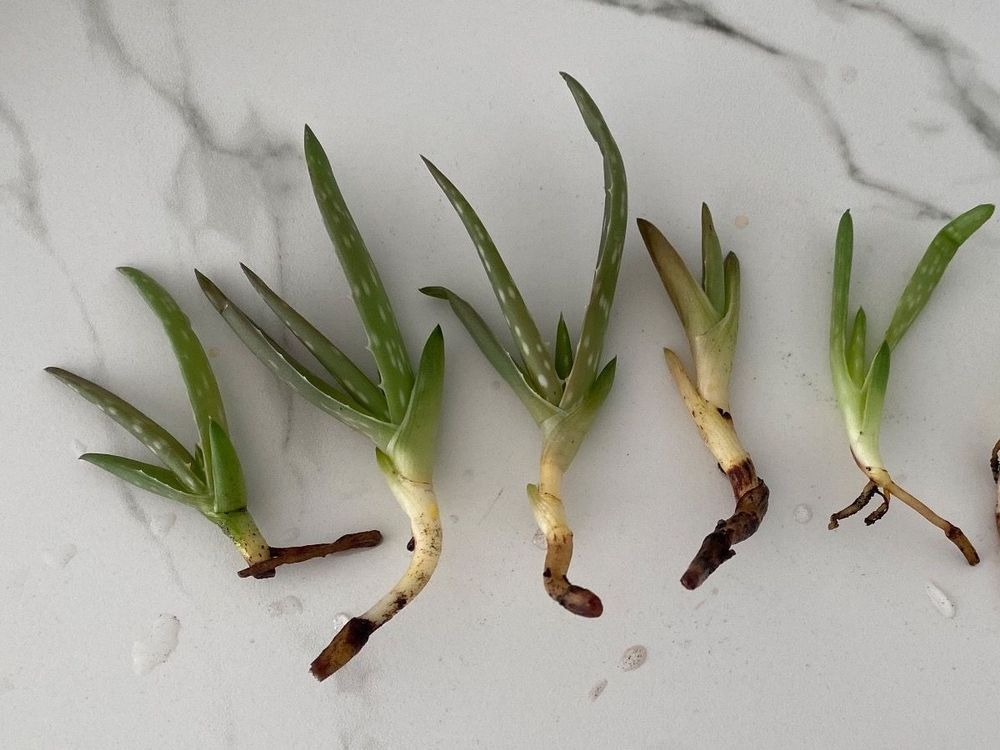 Kleine Baby Aloe Vera Pflanzen 5 St (Neu (gemäss Beschreibung)) in ...