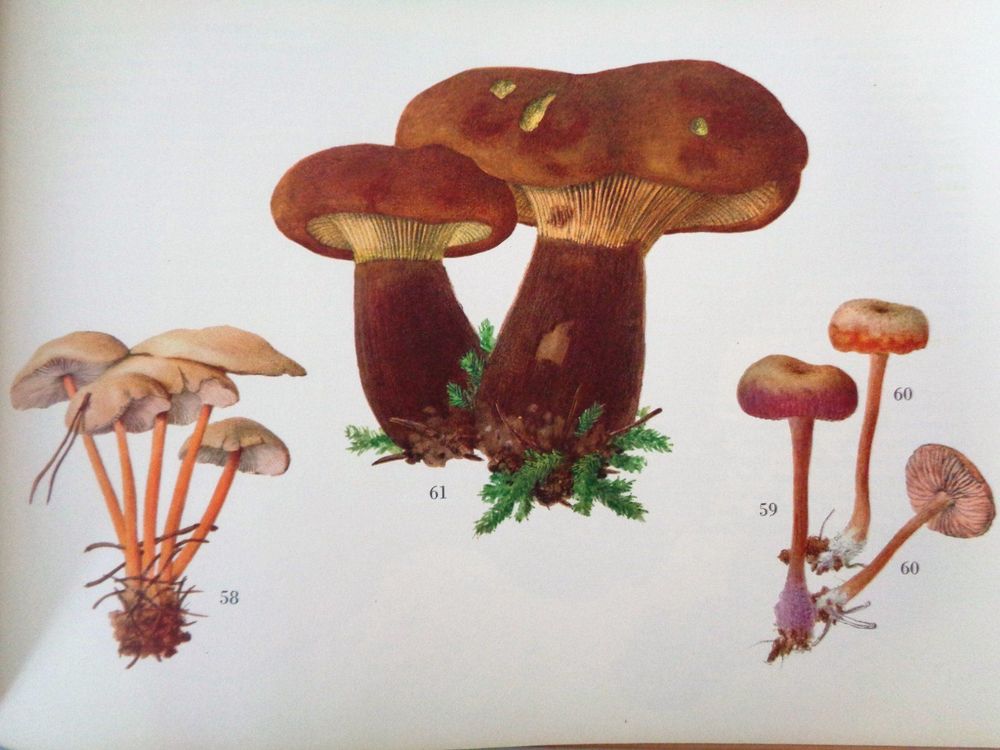 Pilz -Atlas Band 1+2 1951 + 1960 (Gebraucht) in Bellach für CHF 12 ...