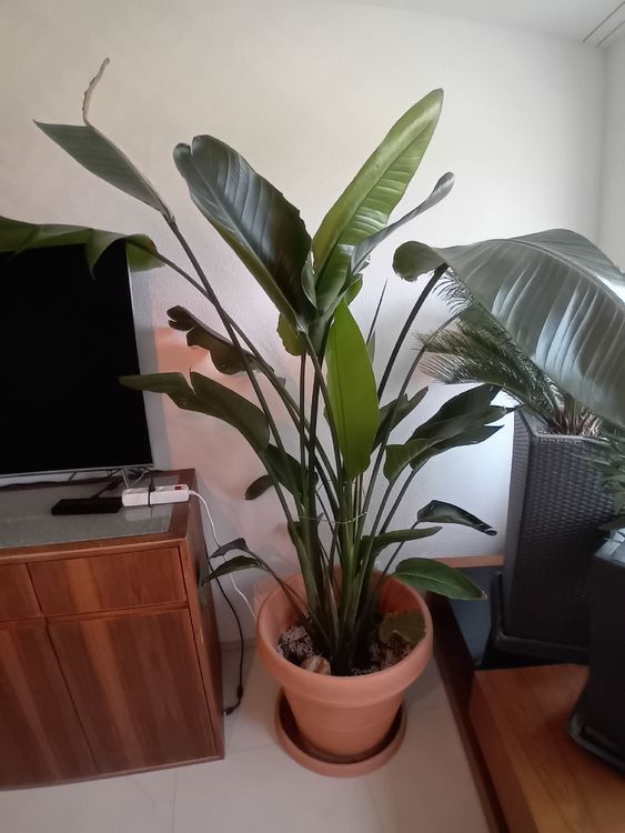 Zimmerpflanze Strelitzie inkl. Topf | Kaufen auf Ricardo