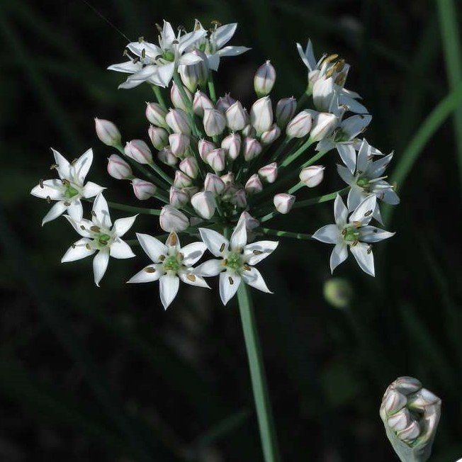 Schnittknoblauch / Allium tuberosum | Kaufen auf Ricardo