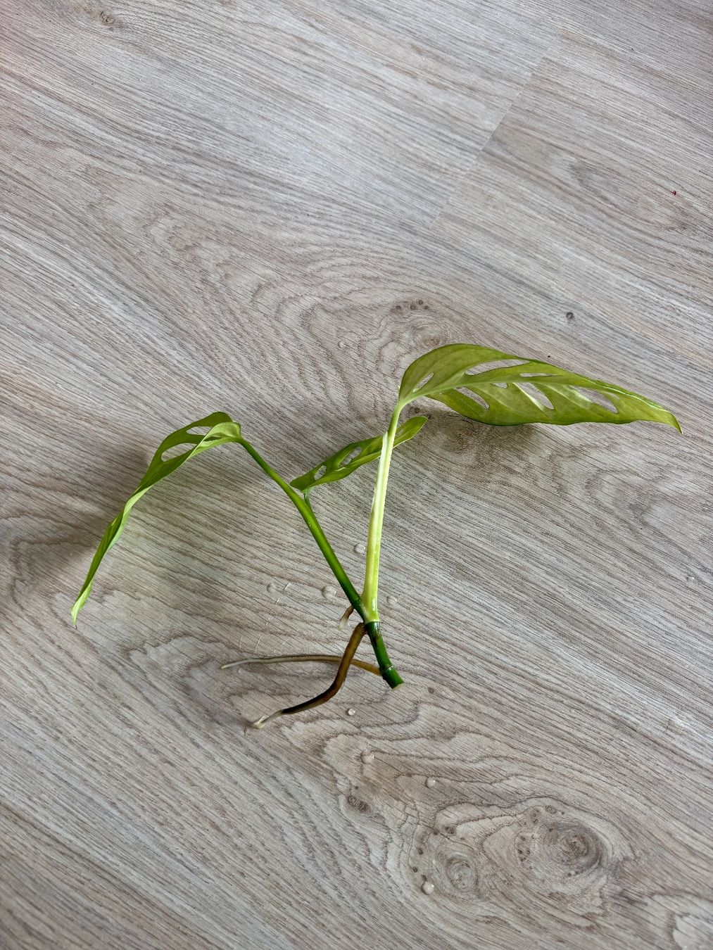 Monstera Adansonii – Rooted Cutting (Low Variegation) (Neu (gemäss ...