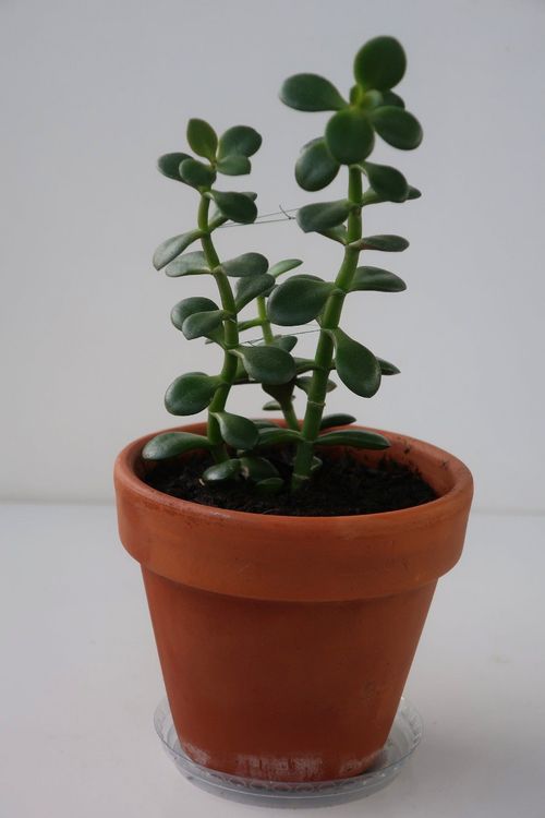 Geldbaum-Gruppe (Gebraucht) in Zürich für CHF 3 – mit Lieferung auf ...