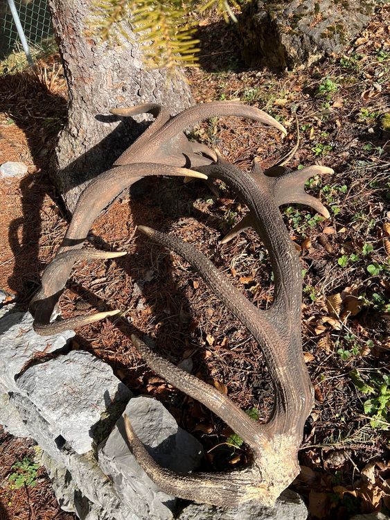 Hirsch Geweih Geweih-Stangen riesiger 18-ender (Gebraucht) in Vaduz für CHF 130 – mit Lieferung ...