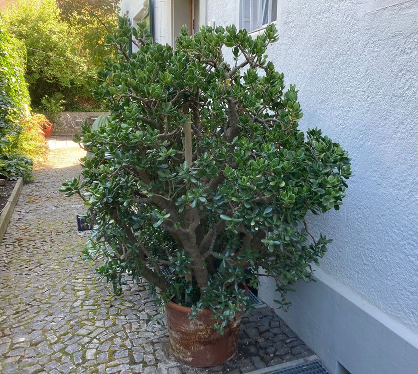 Pfennigbaum, Geldbaum, Glücksbaum (Gebraucht) in Thun für CHF 125 – nur ...