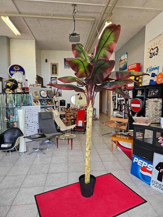 Deko Bananenbaum Palme Palmenbaum Kunstpflanze 250cm (Gebraucht) in Nottwil für CHF 50 – nur ...