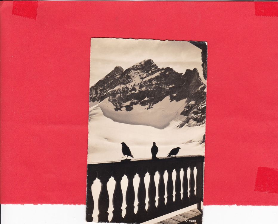 Jungfraujoch-Bergdohlen | Kaufen auf Ricardo