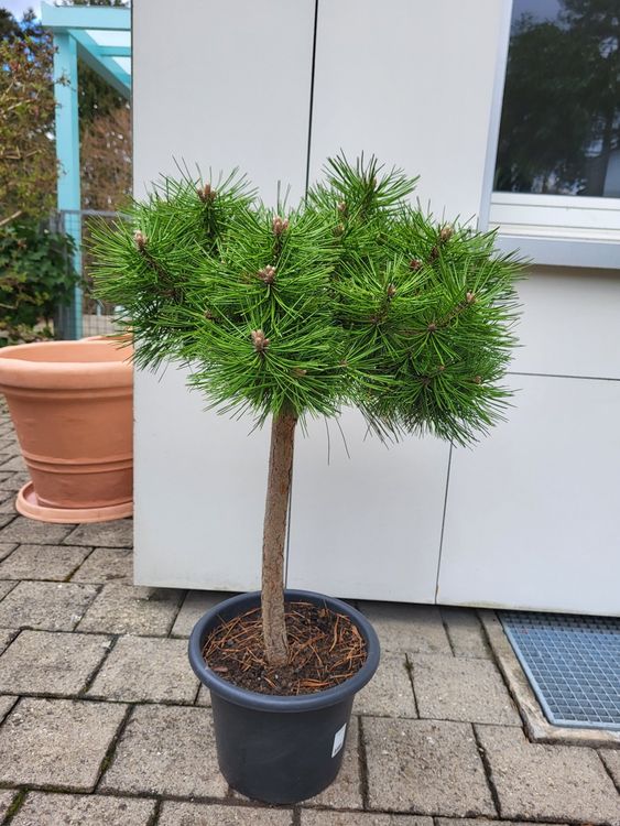 Schwarzkiefer, Pinus nigra pierrick bregon, brepo 72 cm hoch (Gebraucht ...