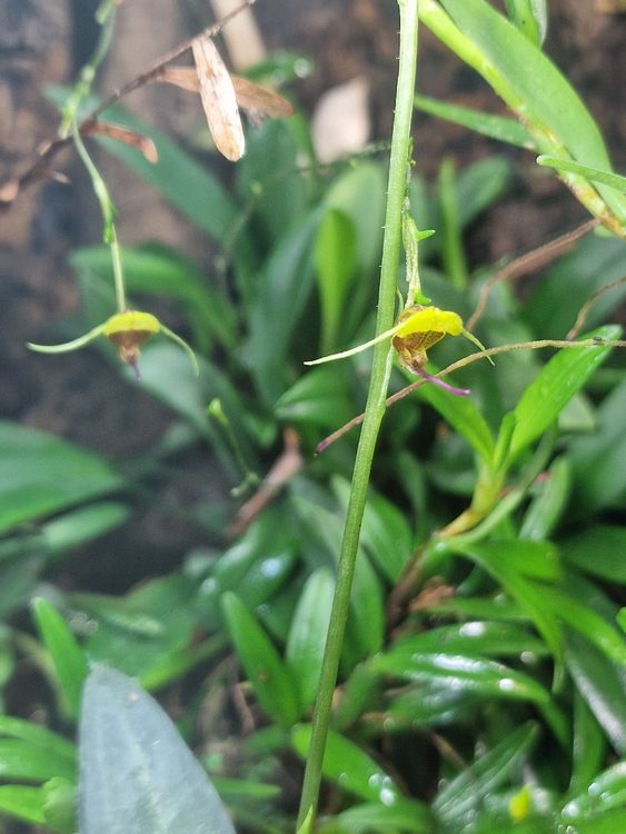 Orchidée Scaphosepalum breve 'Yellow' (Neuf (Voir description)) à Romanel-sur-Lausanne pour CHF ...