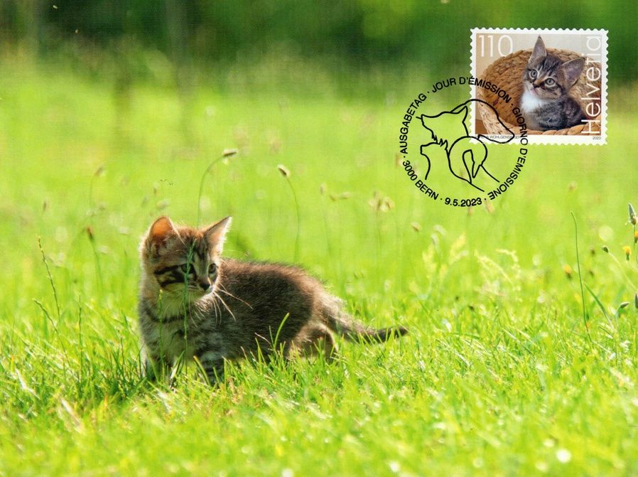 Maximumkarte Süsse Tiere - Katze | Kaufen auf Ricardo