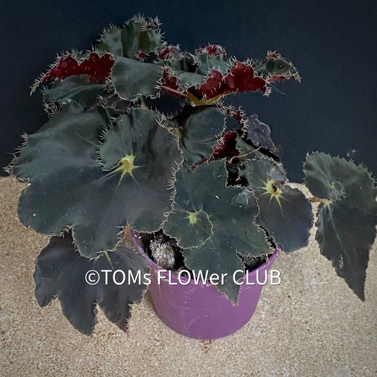 Begonia Royal Velour | Kaufen auf Ricardo
