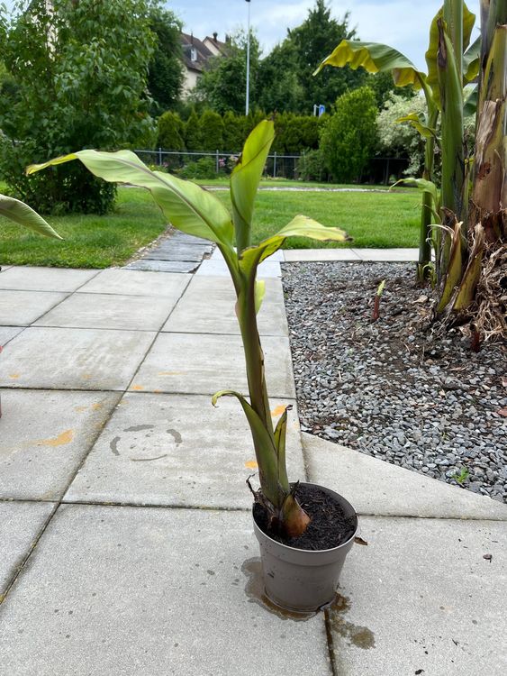 Bananenbaum winterhart | Kaufen auf Ricardo