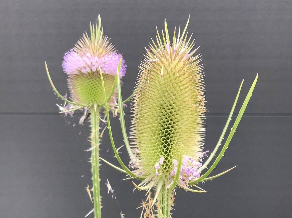 WEBER-KARDE - KARDENDISTEL/ KARDE -DIPSACUS FULLONUM - LILA (Neu ...