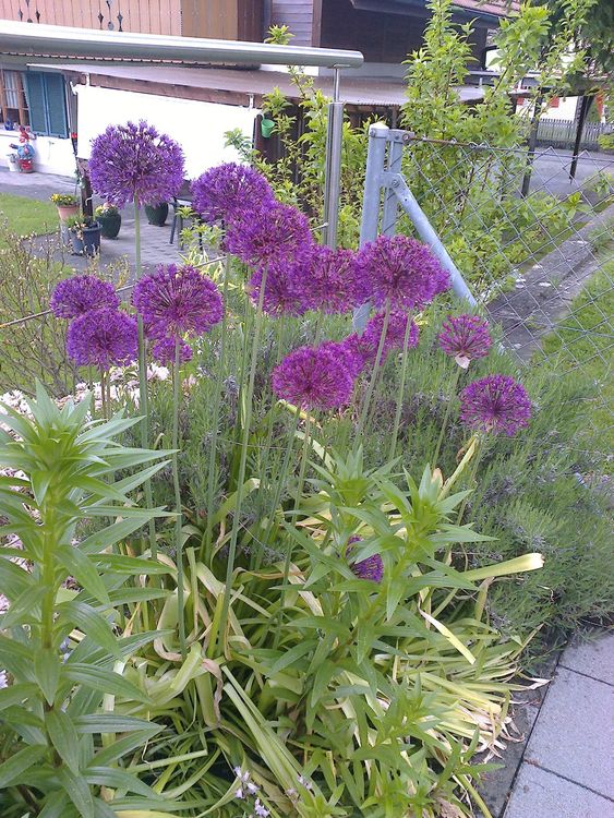 Blaue Allium Samen (300Stk) Versand möglich!!!!! (Neu (gemäss ...