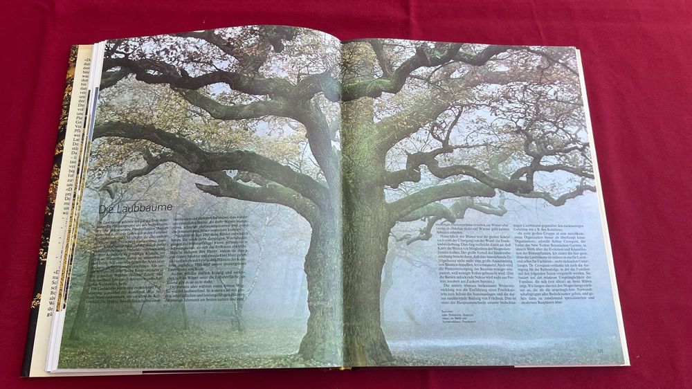 Das grosse Buch der Bäume/Naturführer für Wald,Parks&Gärten | Kaufen ... Das grosse Buch der Bäume/Naturführer für Wald,Parks&Gärten | Kaufen ...