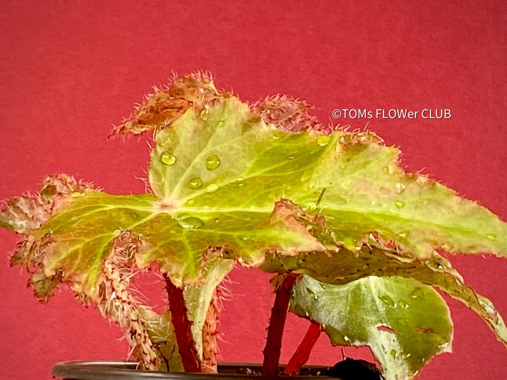 Begonia Ricinifolia Immense . (Neu (gemäss Beschreibung)) in Adliswil für CHF 49 – mit Lieferung ...
