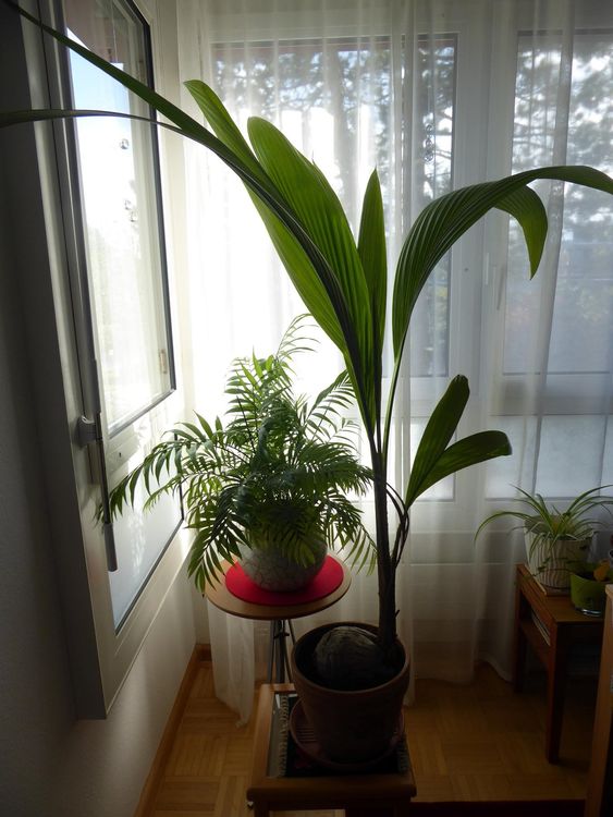 Grosse Kokospalme | Kaufen auf Ricardo