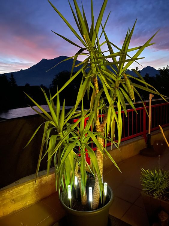 Yucca Palme 2m