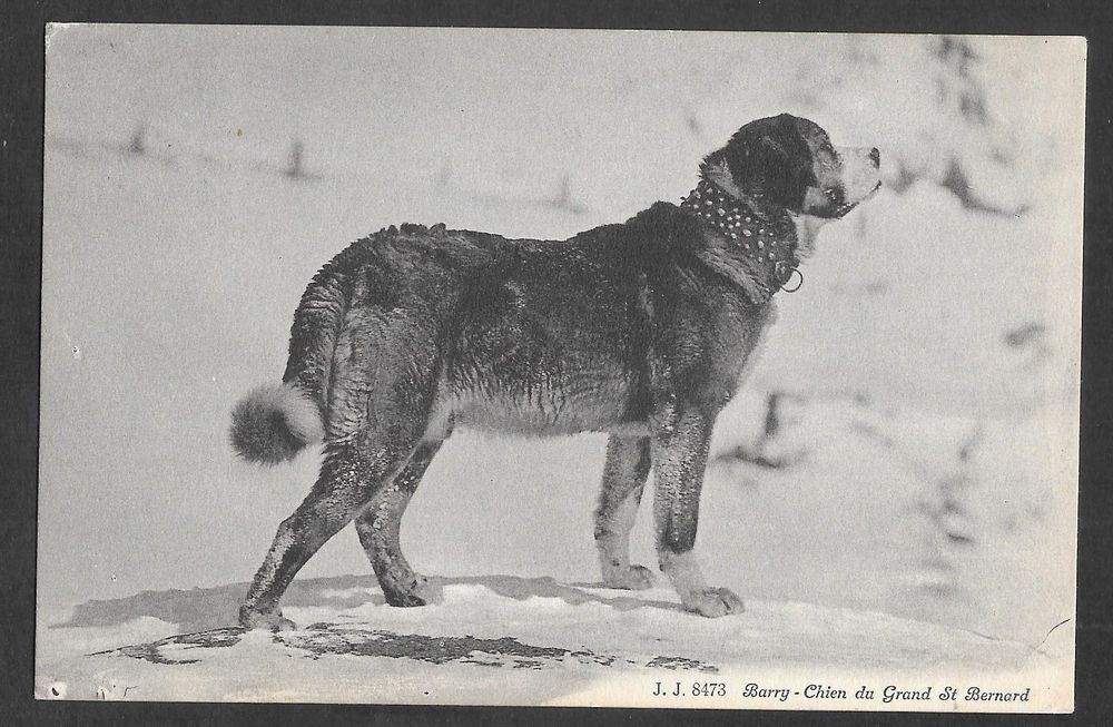 Grosser St. Bernard Bernardiner-Hund Barry (Gebraucht) in Olten für CHF ...