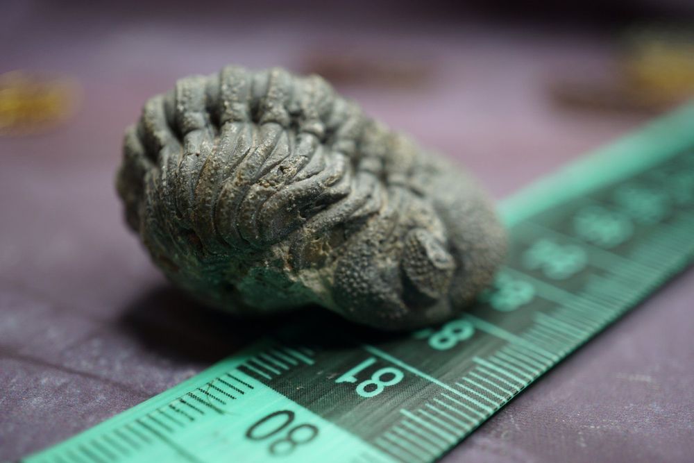 Trilobit Phacops hammi Morocops (Neu und originalverpackt) in ...