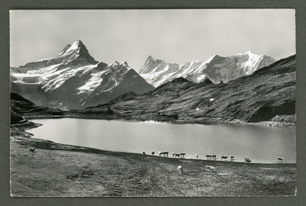 AK sw Bachalpsee BE Grindelwald,Lauteraar- Schreckhorn ≈1956 (Gebraucht ...