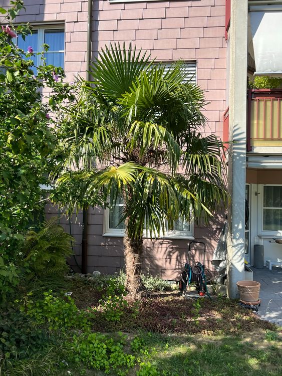 Palme (Gebraucht) in Dulliken für CHF 59 – nur Abholung auf Ricardo kaufen