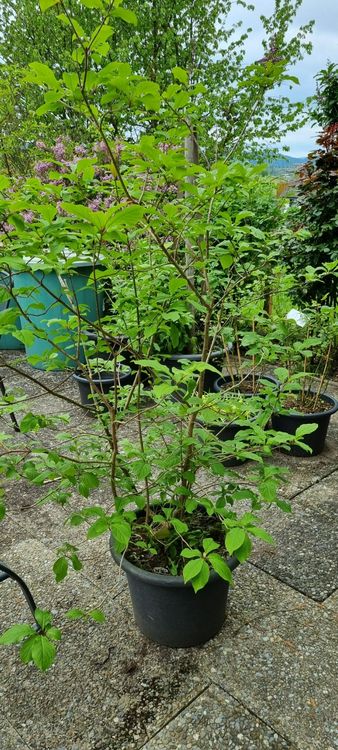 Flieder Des S 252 Dens Der Wundersch 246 Ne Exot Sorgt F 252 R Ein