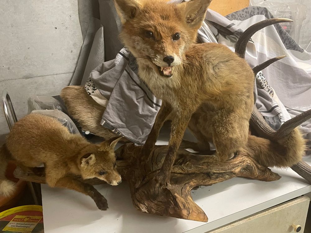 Fuchs Präparat | Kaufen auf Ricardo