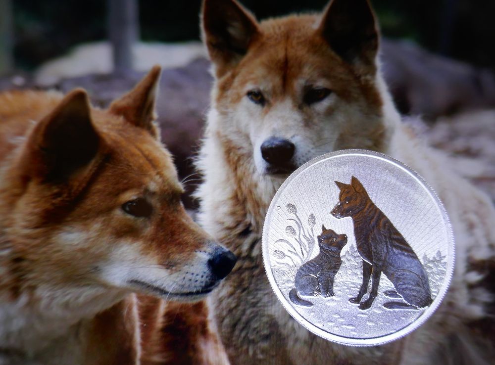 2 oz DINGO mit Baby Silber 999 /2022 /TEXT beachten. (Neu (gemäss ...