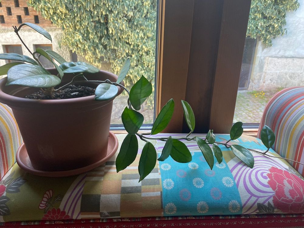 Hoya carnosa | Kaufen auf Ricardo