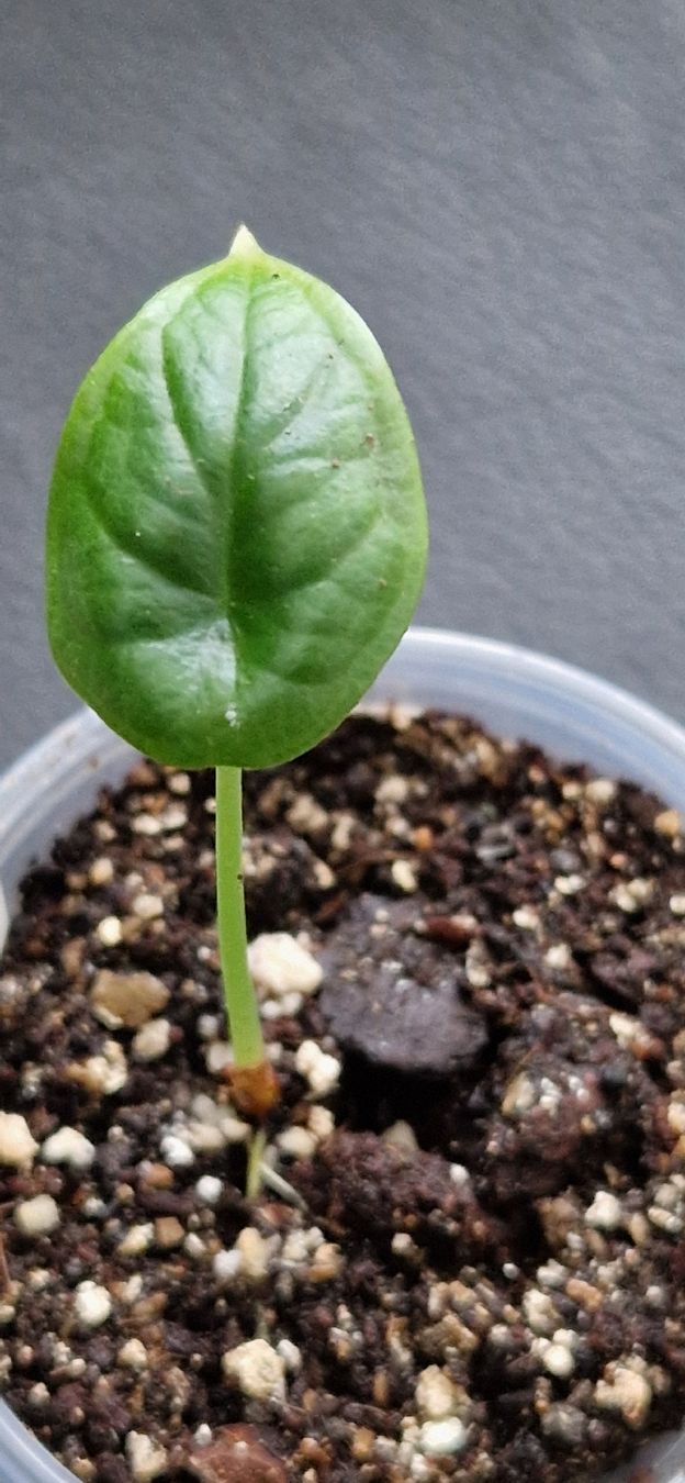 🤩Alocasia Dragon Scale Babyplant (Gebraucht) in Grosswangen für CHF 1 ...
