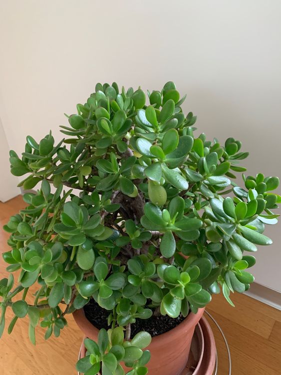 ca 20-jähriger Geldbaum Crassula ovata Zimmerpflanze 40 cm (Neu (gemäss ...