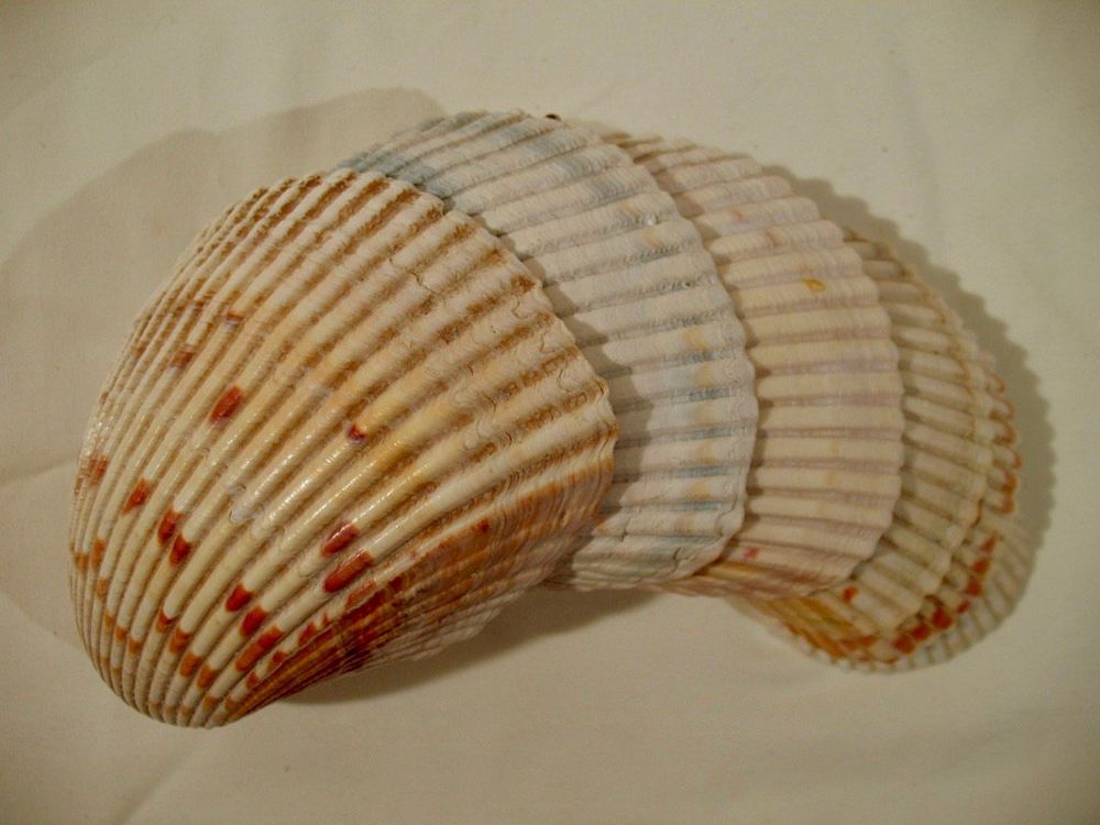 Muschel Set Meeres Muscheln Deko Aquarium (Neu (gemäss Beschreibung ...