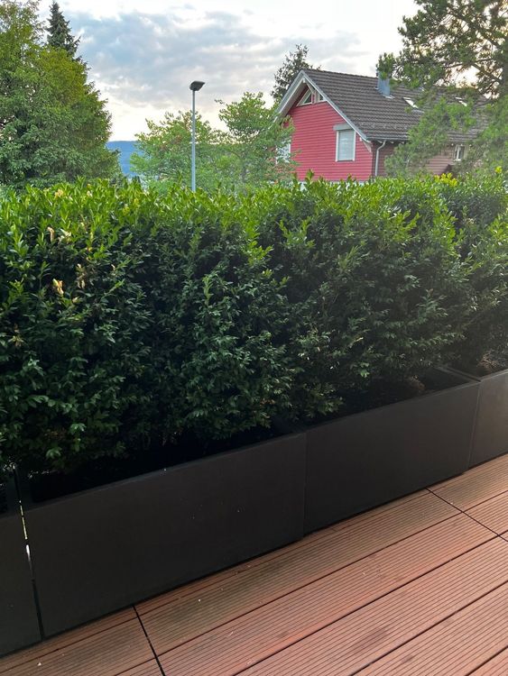 Balkonhecke, Buchsbaum, Sichtschutz | Kaufen auf Ricardo