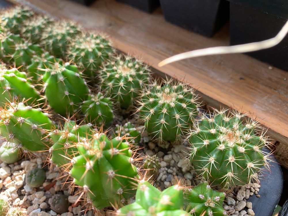 Melocactus broadwayi Sämlinge (Gebraucht) in Rorbas für CHF 2.85 – mit ...