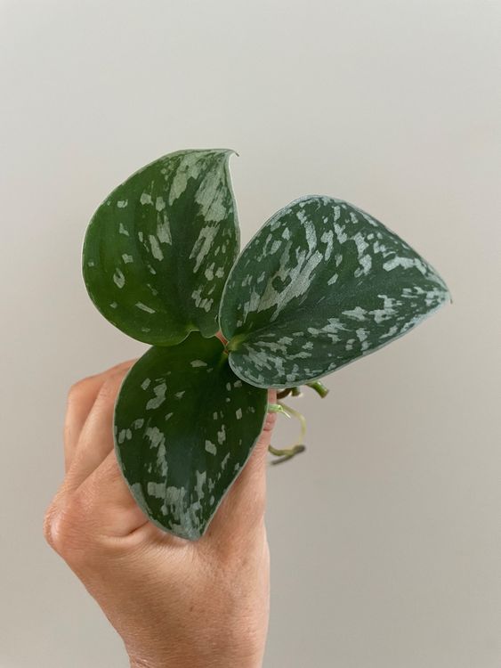 3x Scindapsus silver ann Ableger (Gebraucht) in Zürich für CHF 9 – mit ...
