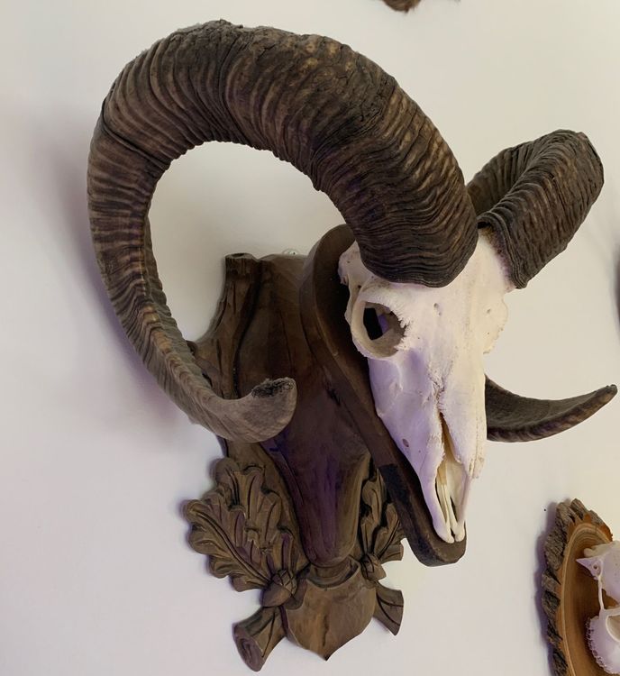 Mufflon Widder Geweih (Gebraucht) in Varen für CHF 176 – mit Lieferung auf Ricardo kaufen