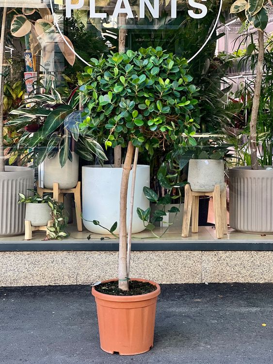 Ficus Panda | Kaufen auf Ricardo