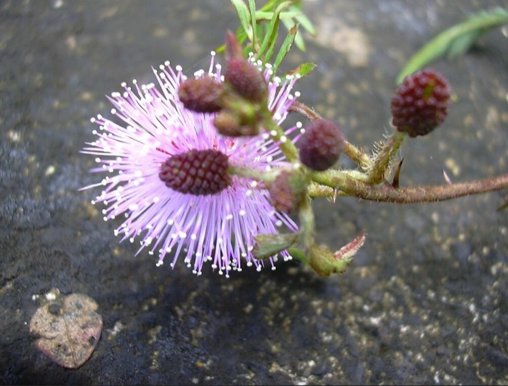 Mimosa Pudica, 25 frische Samen 2023 | Kaufen auf Ricardo