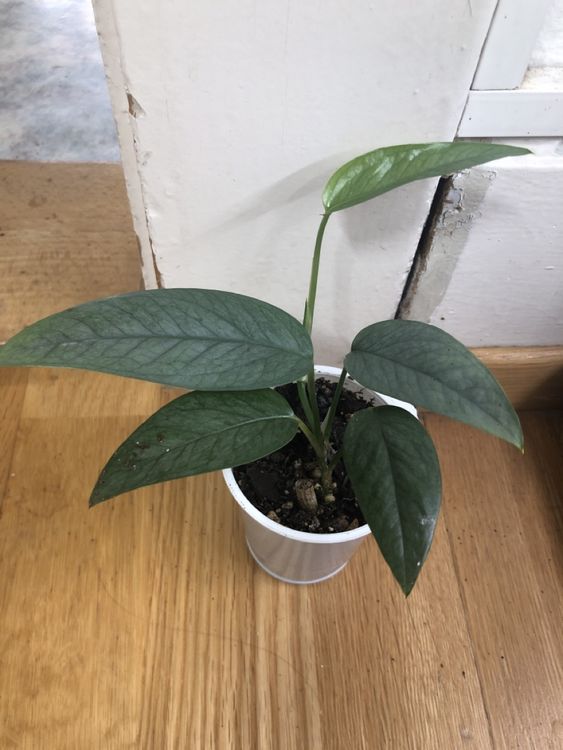 Scindapsus ‚Cebu Blue‘ #4 (Gebraucht) in Zürich für CHF 5 – nur ...