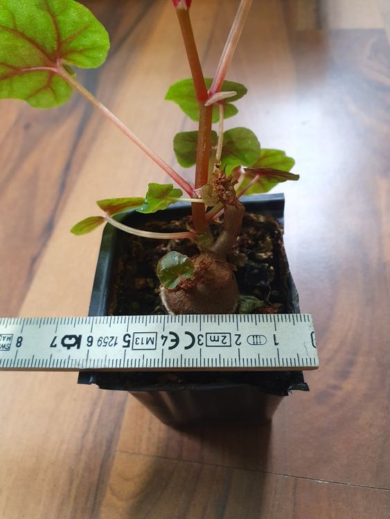 Begonia dregei - Caudex Begonie (Gebraucht) in Diessenhofen für CHF 5 ...