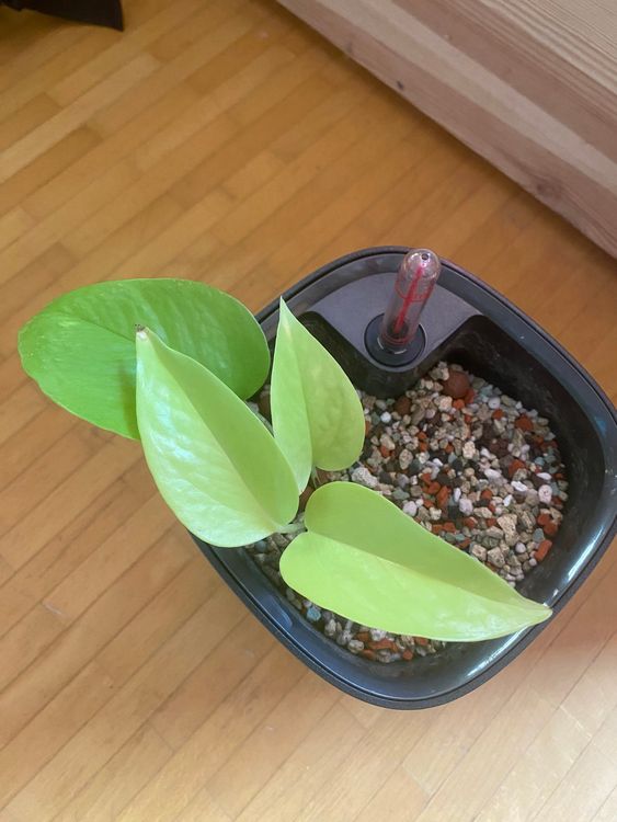 Epipremnum scindapsus "Pothos" Neon / Lechuza | Kaufen auf Ricardo