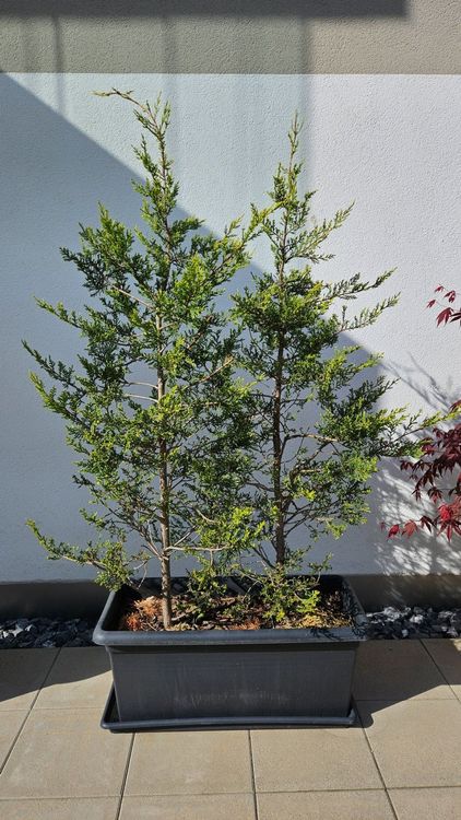 Zypresse (2x1) (Gebraucht) in Hombrechtikon für CHF 150 – nur Abholung auf Ricardo kaufen